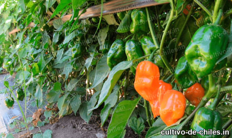 Herramientas indispensables en el tutoreo de plantas de chiles ...